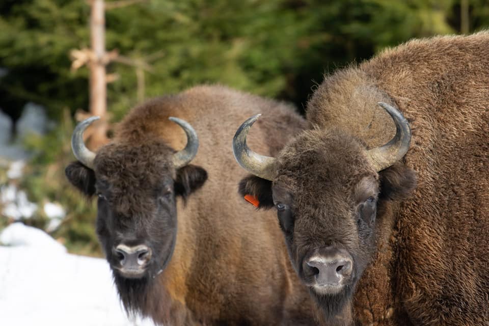 Au venit zimbrii la Lereşti!