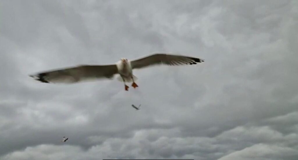 pescăruși foto - ePitești