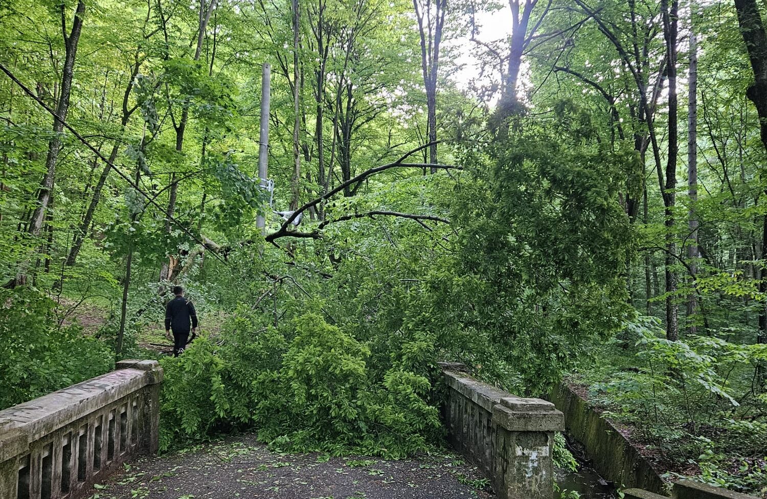 Dezastru în Parcul Trivale: Un „gigant” s-a prăbușit și a